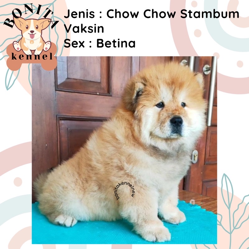 Jual Chow Chow Stambum Vaksin Anjing Chow Jantan Betina | Shopee Indonesia