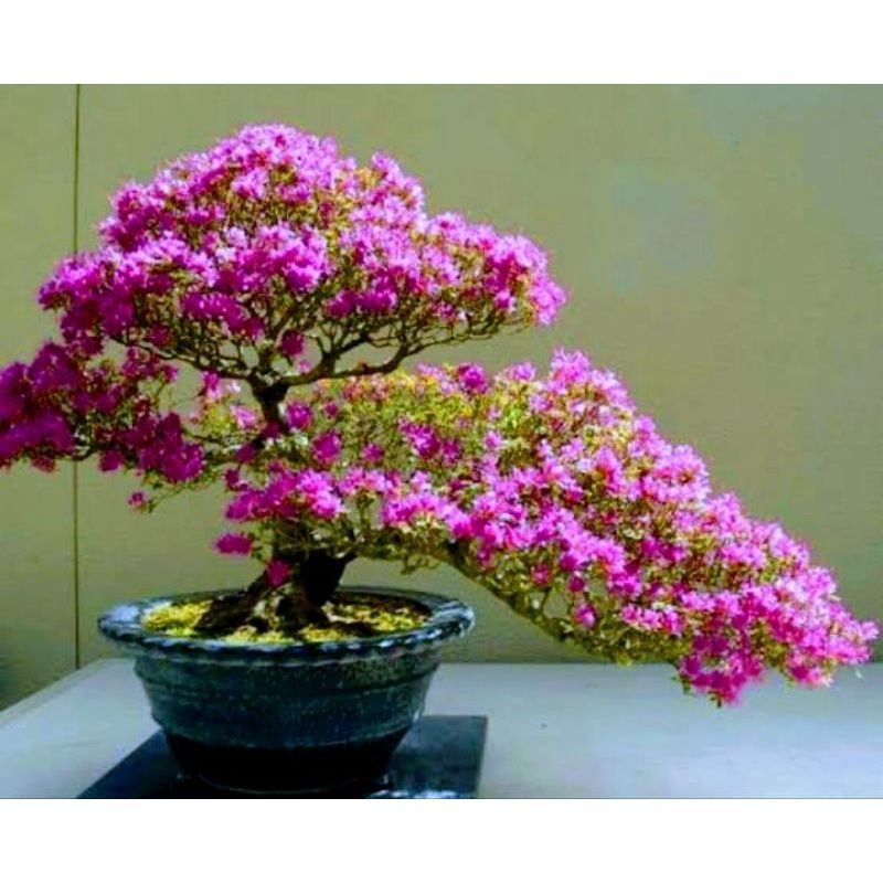Jual ( TERBARU) TANAMAN HIAS BIBIT BUGENVIL BONSAI BATANG CEBOL- BAHAN ...