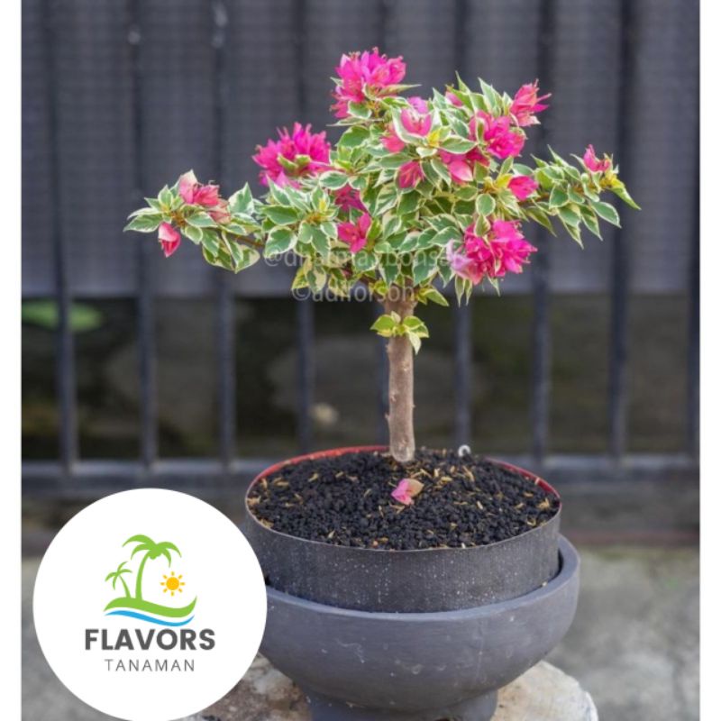 Jual ( TERBARU ) TANAMAN HIAS BUGENVIL BUNGA KERTAS BONSAI VARIEGATA ...