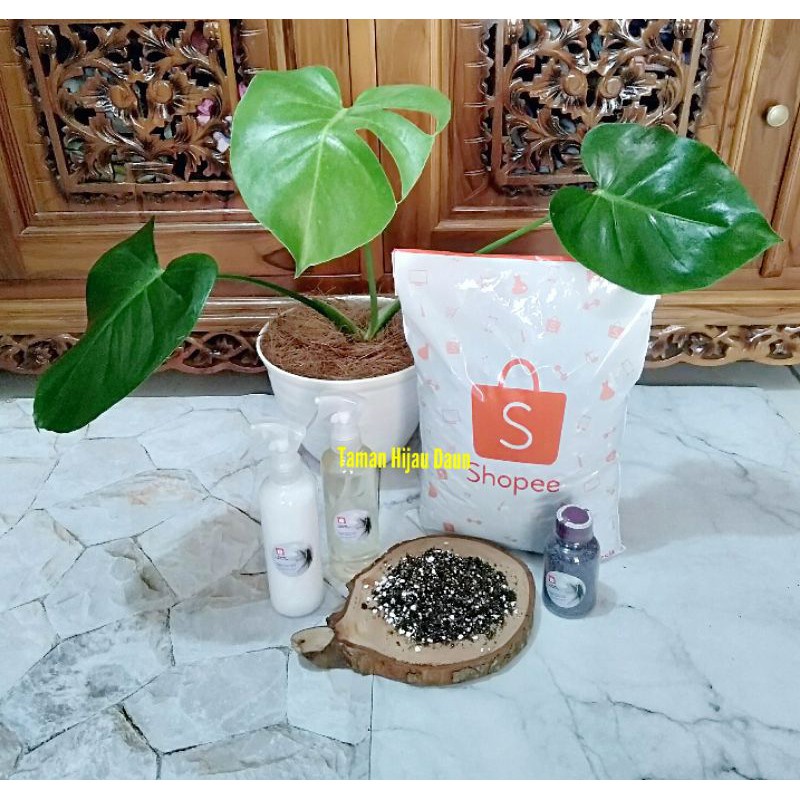 Jual Media Tanam Monstera 5Kg Kilap Daun Vitan B1 Dan Anti Hama 1 Paket ...