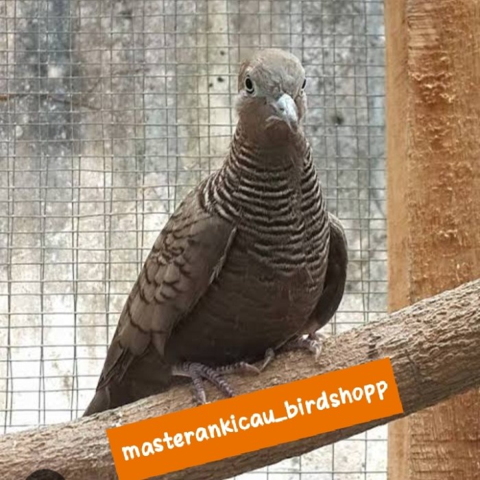 Jual BURUNG PERKUTUT CEMANI ORI BUNYI HOKKY JANTAN TULEN DEWASA AMAN ...