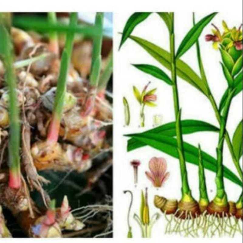 Jual Bibit Jahe Merah original | Shopee Indonesia