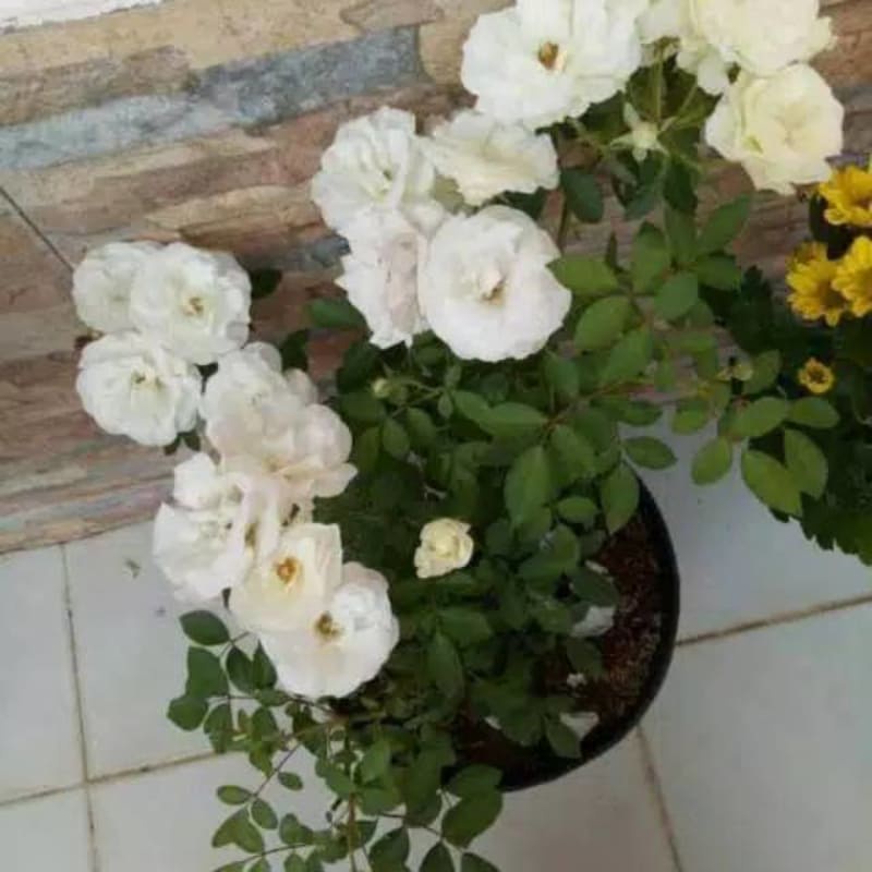 Jual Bunga Baby Rose Rimbun ( mawar mini ) | Shopee Indonesia
