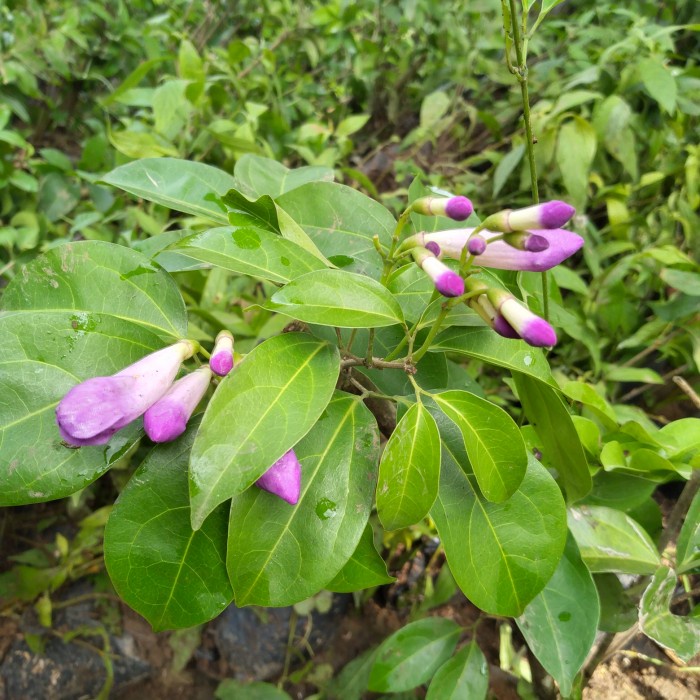 Jual TANAMAN HIAS MERAMBAT GARLIC VINE PANJANG 1 METER BUNGA UNGU ...