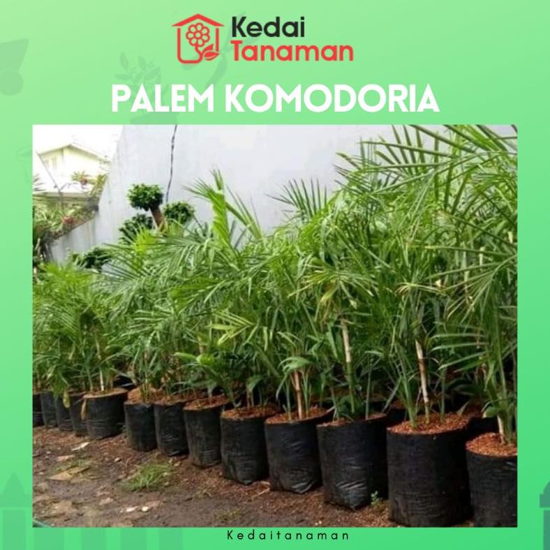 Jual Promo Tanaman Hidup Indoor Palem Bambu Komodoria - Tanaman Hias ...
