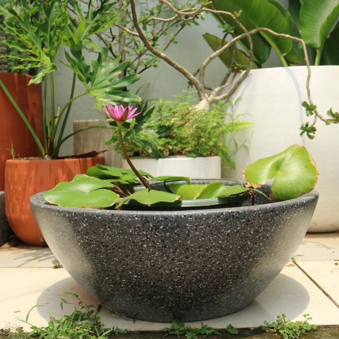 Jual Pot Tanaman Air Teratai/Lotus Terakota Premium D50T20 | Shopee ...