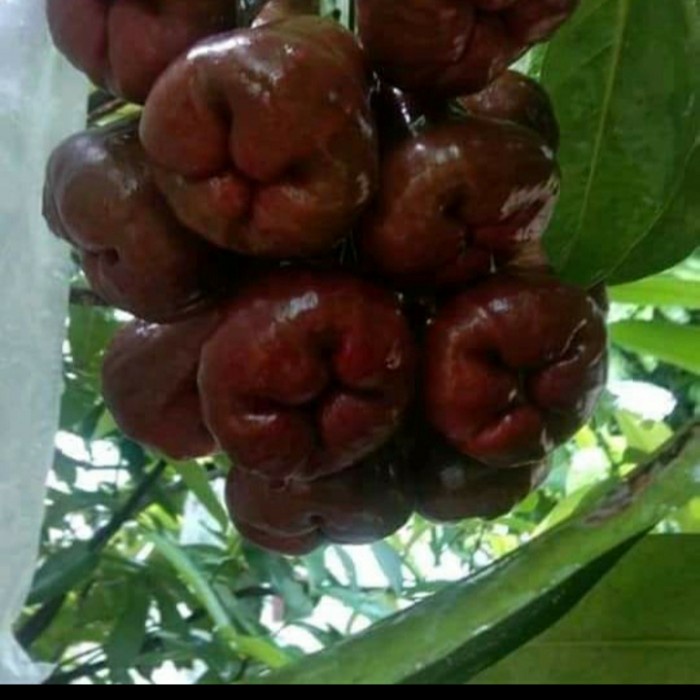 Jual BIBIT TANAMAN BUAH JAMBU AIR MUTIARA HITAM EE44 | Shopee Indonesia