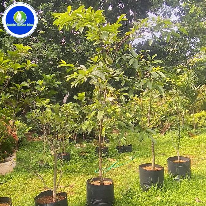 Jual POHON BUAH BUNI TINGGI 2 METER LEBIH 0201 | Shopee Indonesia