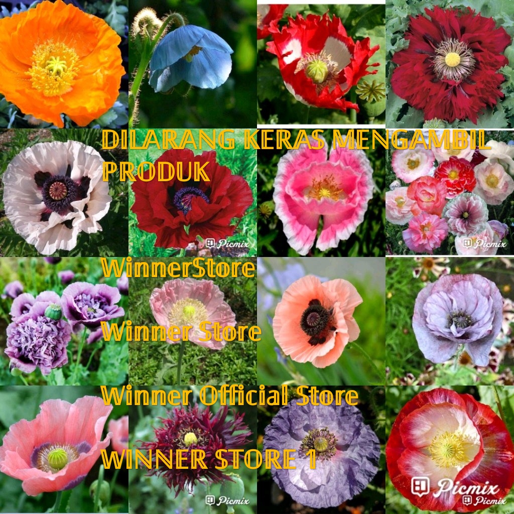 Jual Bibit Benih Bunga Poppy Popi Mix (100 Butir) | Shopee Indonesia