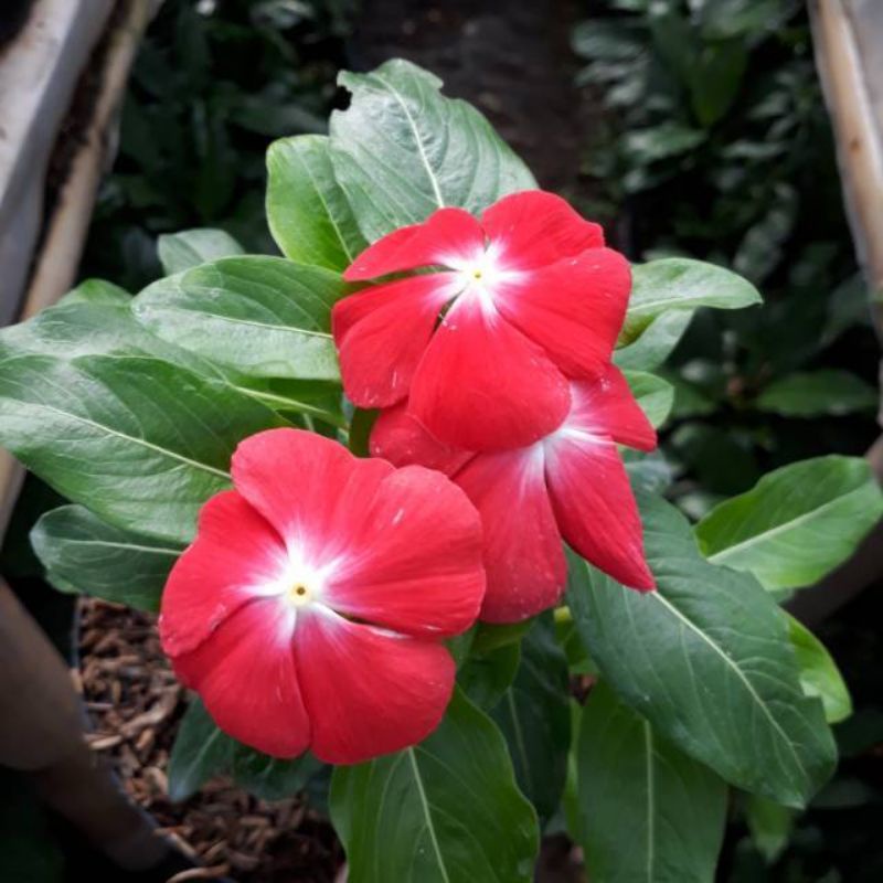 Jual Bunga VINCA MERAH PUTIH IMPORT BERBUNGA - Tanaman Hias Bunga ...