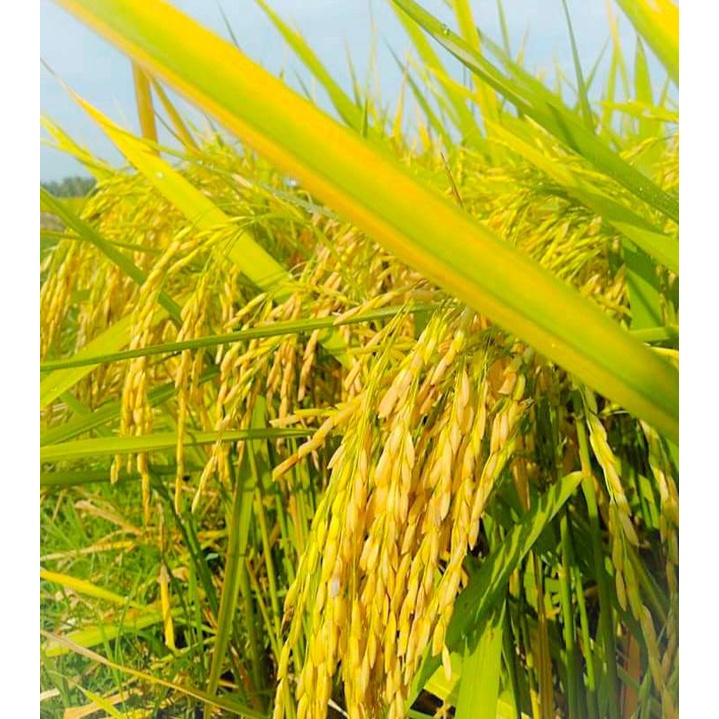 Jual Bibit Benih Padi Putih (5 Gram) | Shopee Indonesia