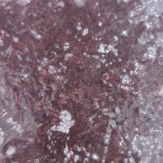 Jual Cacing Beku Cabek Bloodworm 1 Kg / Frozen Bloodworm 1Kg 4 Lempeng ...