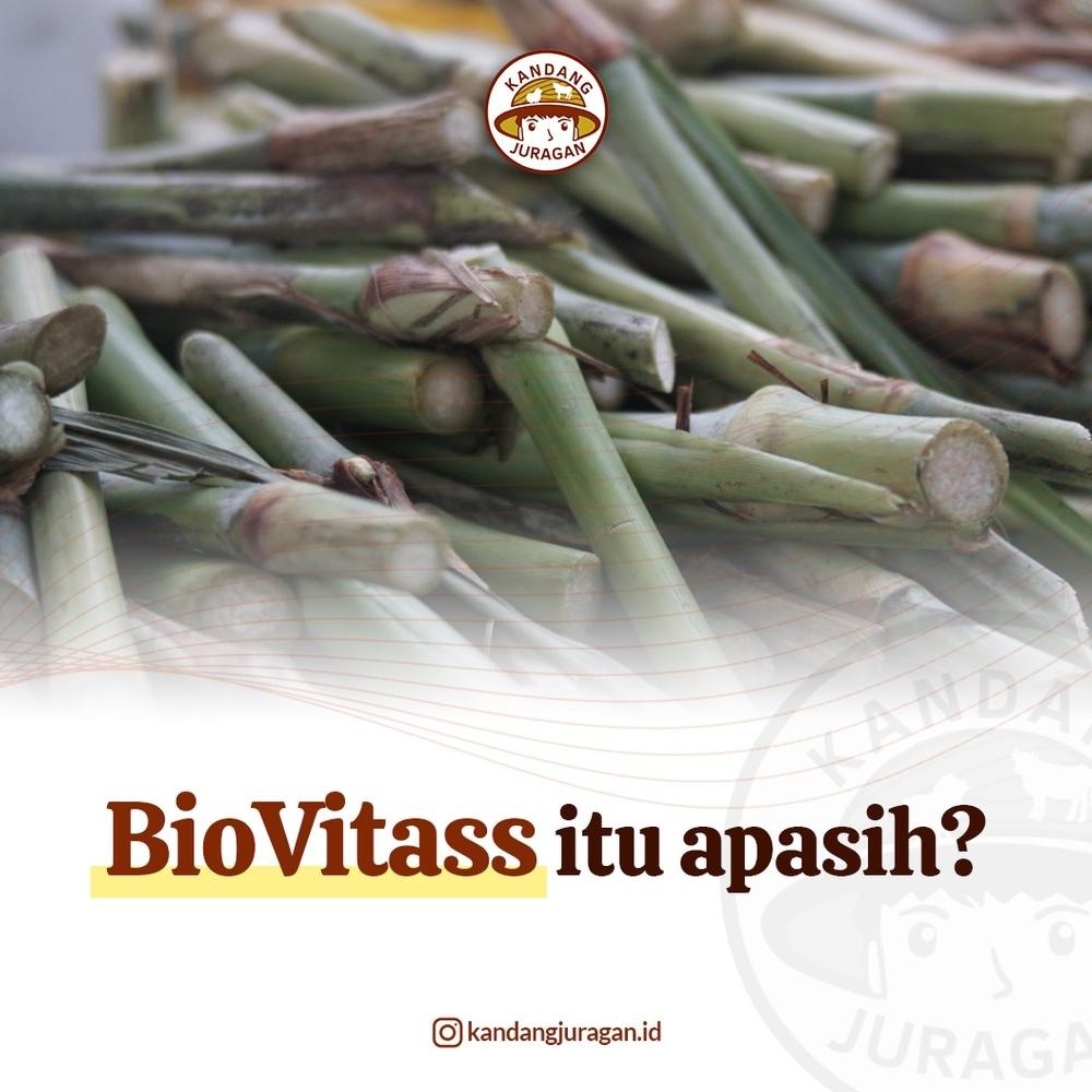 Jual Terbaru (BB-Biogen) Rumput BioVitass | Bibit Pakan Ternak Unggulan ...