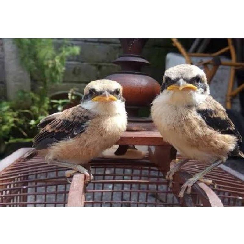 Jual burung pentet lolohan pilihan | Shopee Indonesia