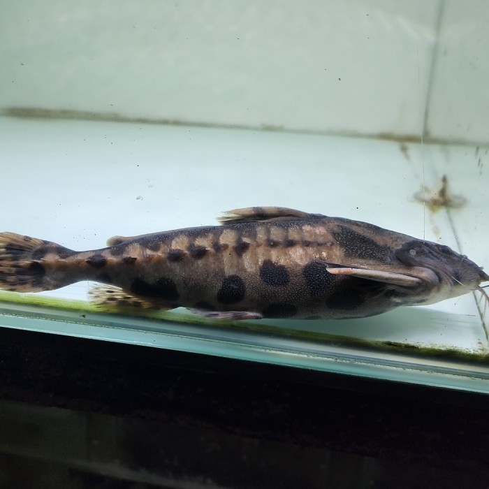 Jual irwini araguai catfish 25 cm | Shopee Indonesia