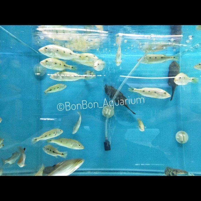 Jual Pbass Orinoco Pure 10 11cm Peacock Bass Orinoco Pure Shopee Indonesia