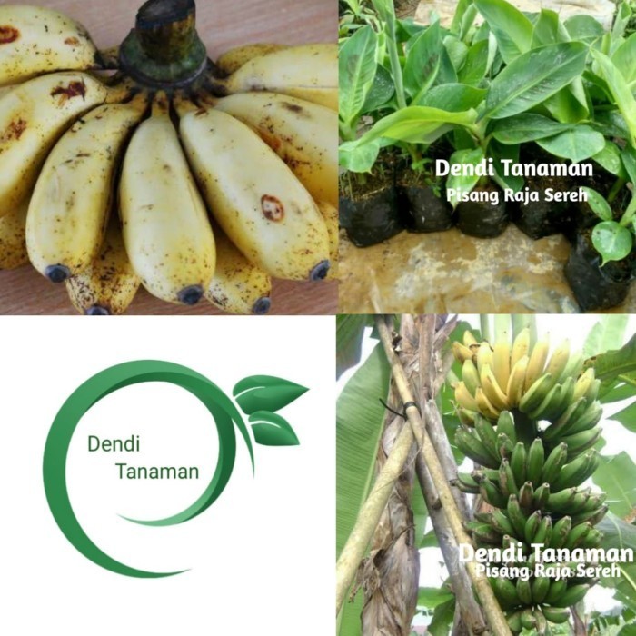 Jual Bibit Pohon Pisang Raja Sereh / Buah Pisang Raja POHON | Shopee ...