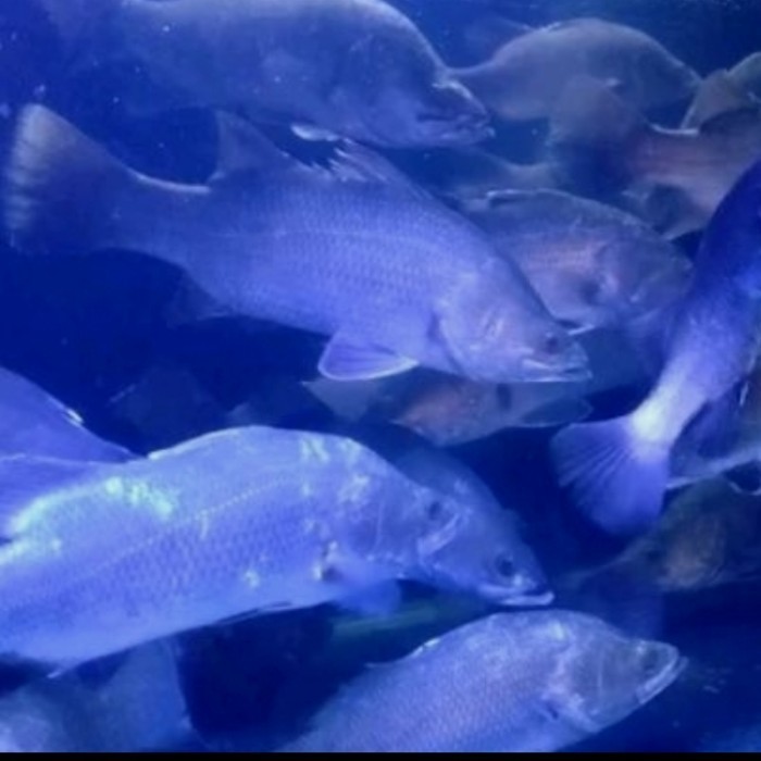 Jual Ikan Hias Ikan Predator Ikan Barramundi Kakap Putih Full Air Tawar ...