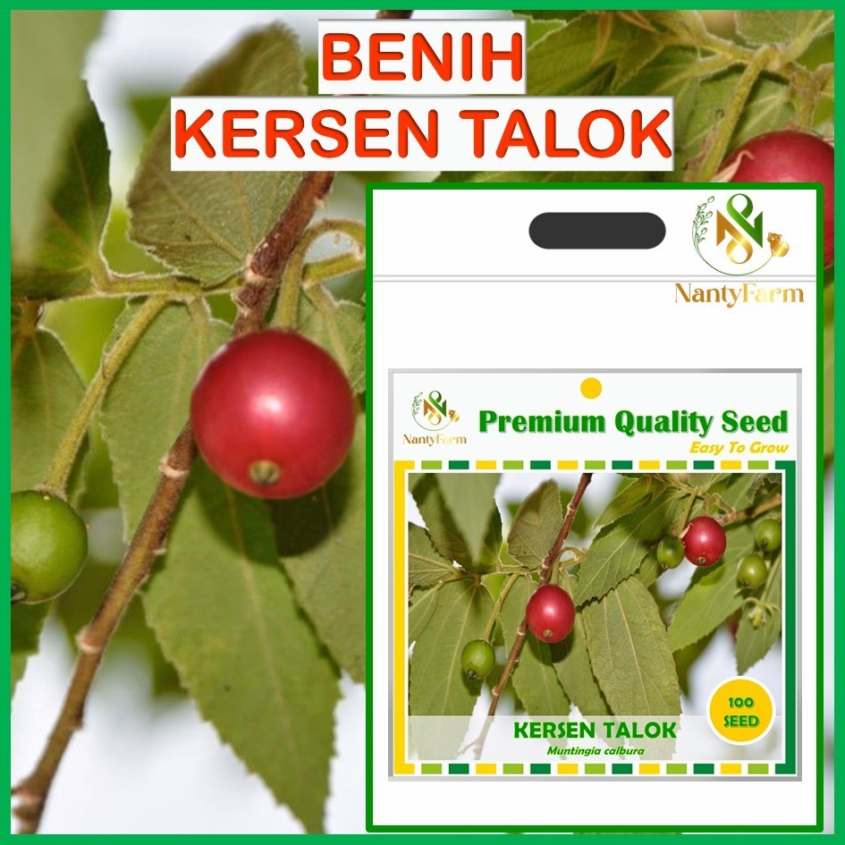 Jual Benih Biji Buah Kersen Talok 100 Biji | Shopee Indonesia