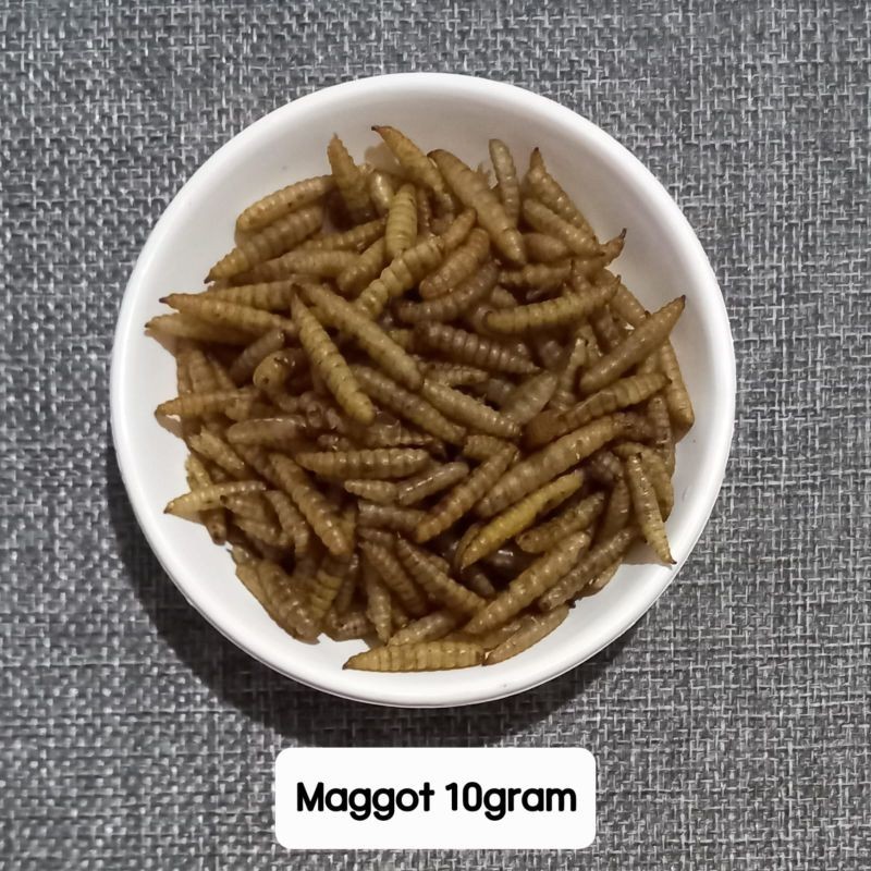 Jual Snack Cemilan Hamster Landak Mini Sugar Glider Maggot Kering ...