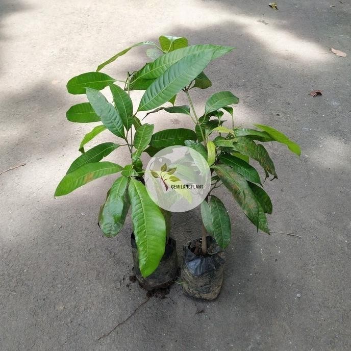 Jual Obral Bibit Pohon Gandaria - Tanaman Gandaria Jatake - Buah ...