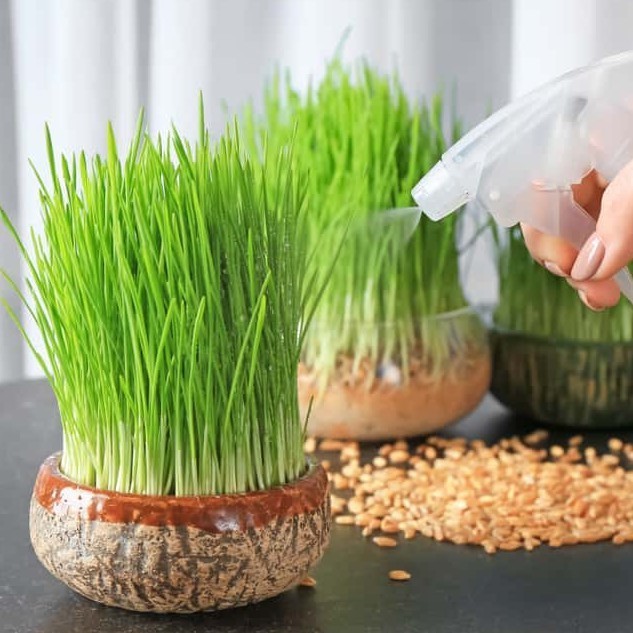 Jual Victory Seed Bibit Benih Rumput Gandum Wheatgrass (Isi 200 Biji ...