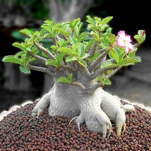 Jual Victory Seed Stek Bibit Bunga Adenium Mix (Isi 1 Batang) | Shopee ...