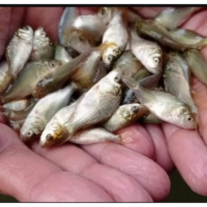 Jual bibit benih ikan mas | Shopee Indonesia