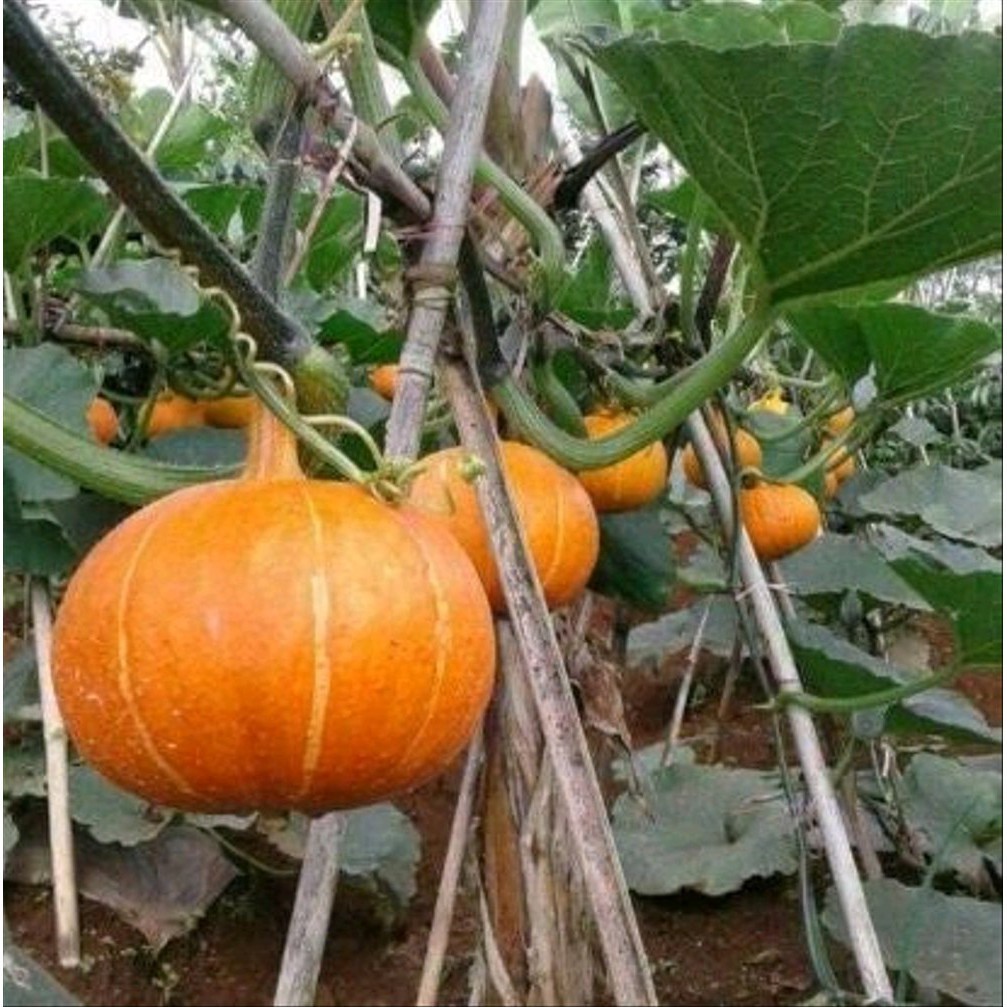 Jual Seed Center Bibit Benih Labu Kabocha Orange (1 Seeds) | Shopee ...