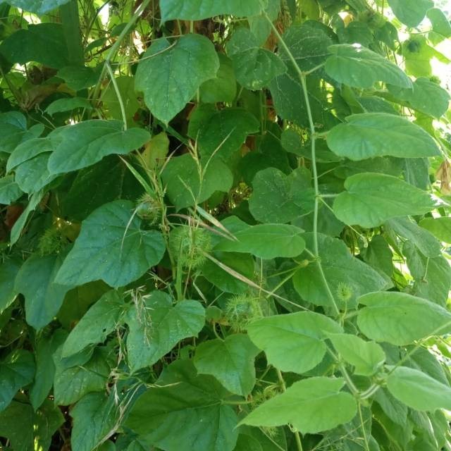 Jual Seed Center Daun Rambusa Herbal Segar (50 Lembar) | Shopee Indonesia