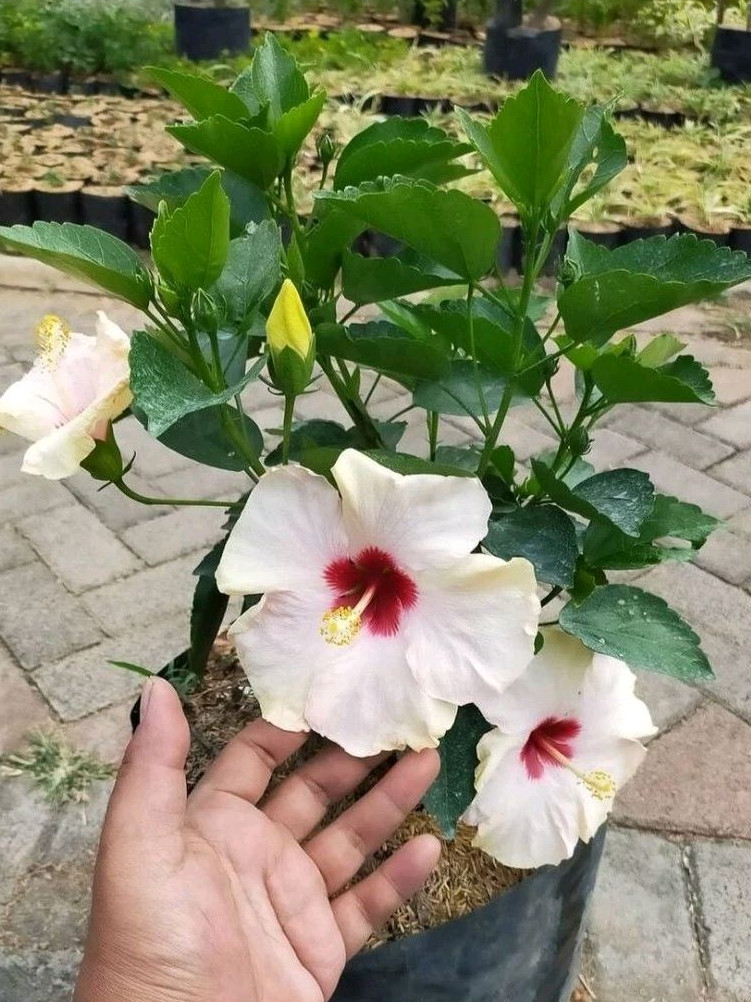 Jual Kembang Sepatu Bunga Raya Worawari Rosa Dinensis Putih Bibit ...