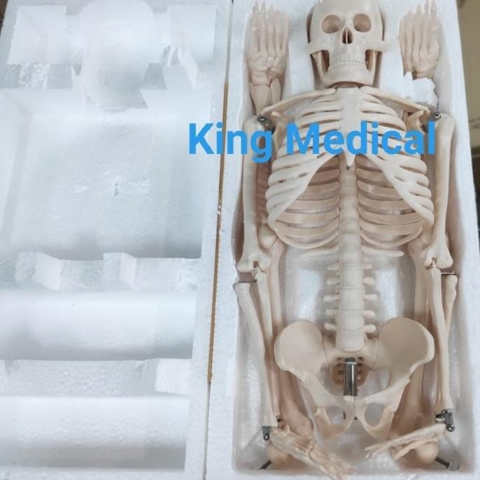 Jual Alat Peraga/Phantom Manekin Kerangka Manusia Gl 8102 (Tinggi ...