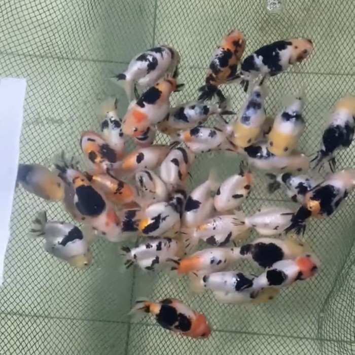 Jual GOLDFISH HIGH QUALITY MILK COW RANCHU SAPI CHINA | Shopee Indonesia