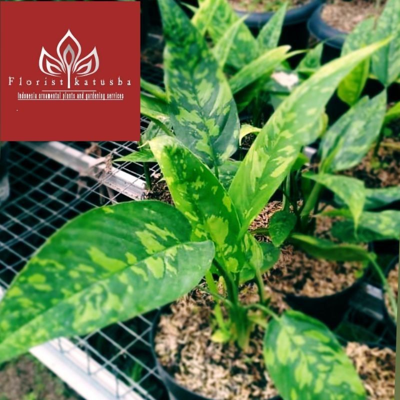 Jual tanaman hias homalomena Schismatoglottis calyptrata -homalomena ...