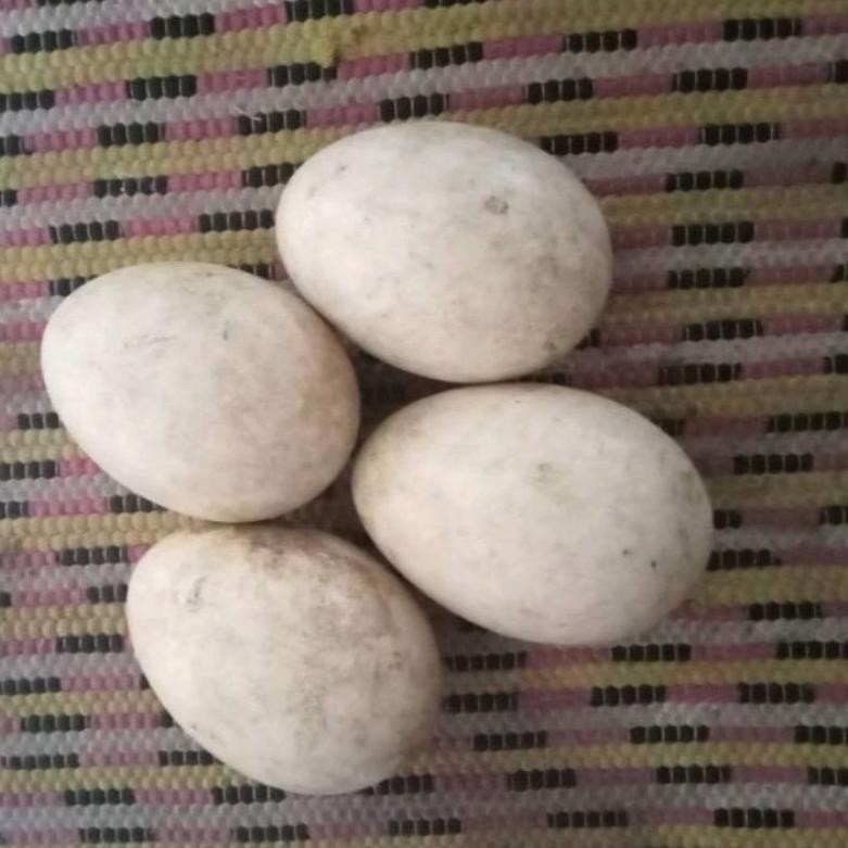 Jual fbx-4 Telur Soang Tembuhuk (Calang)/Telur Angsa Busuk 1 Butir ...
