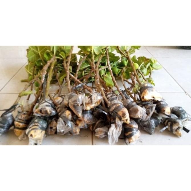 Jual Bibit Buah Tin Tgf Jumbo | Fresh Cangkok Pohon Tin MANIS TOS ...