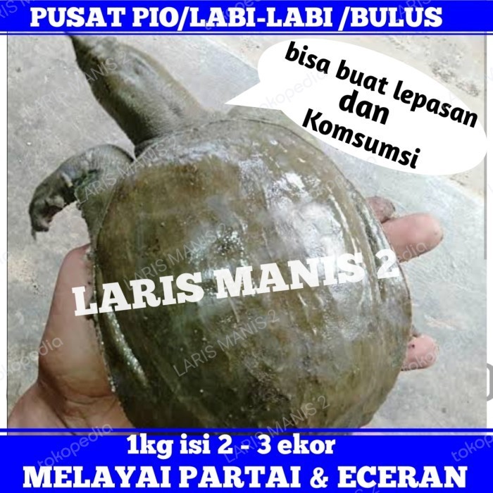 Jual Labi Labi Pio Bulus Hidup 1000Gram | Shopee Indonesia