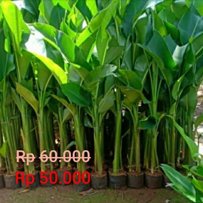 Jual Pisang Karibai Ukuran Besar - Tanaman Hias Pisang Karibay | Shopee ...