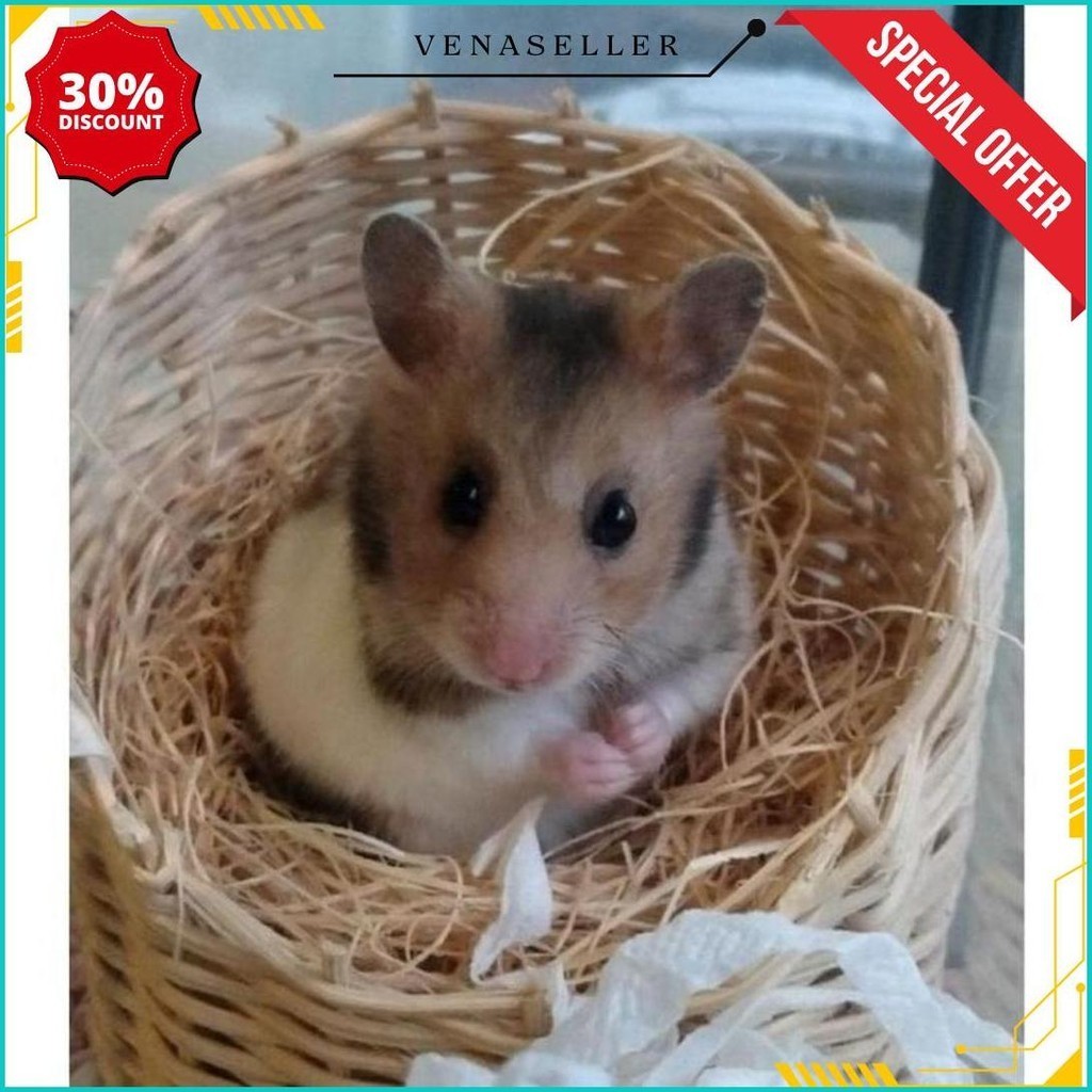 Jual Hideout - Rumah Hamster Hideout Hamster Kandang Hamster Tempat ...