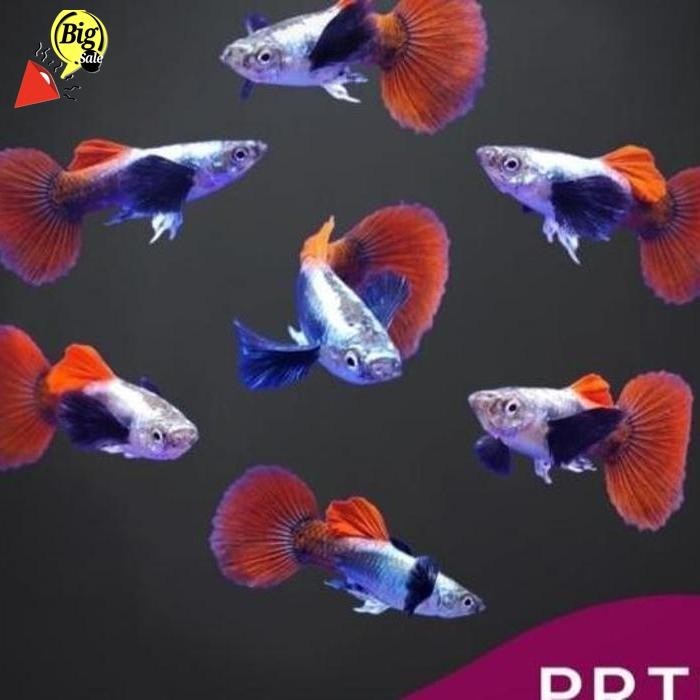 Jual Baru Ikan Guppy Platinum Red Tail Dumbo Ear Prtde Ikan Hias Air Tawar Jaminan Original ...