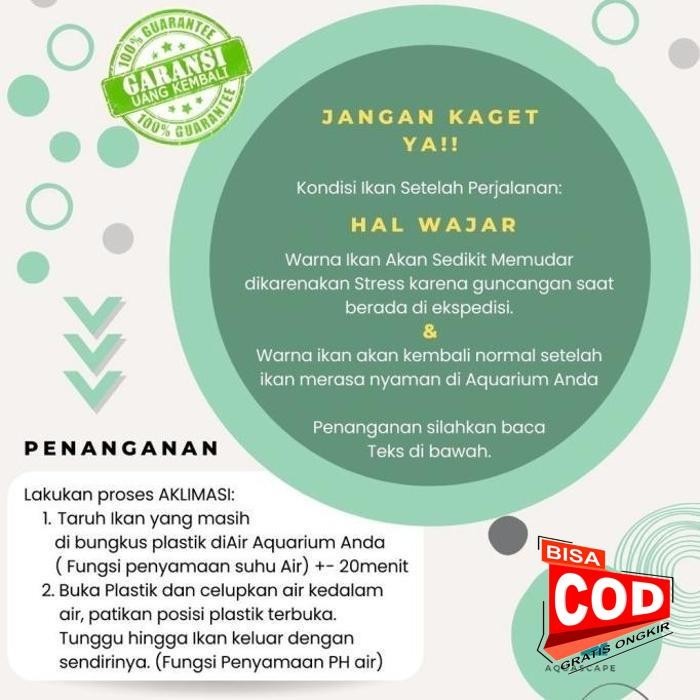 Jual Serba Murah La[R]Is- Rasbora Galaxy Ikan Hias Air Tawar Aquarium ...