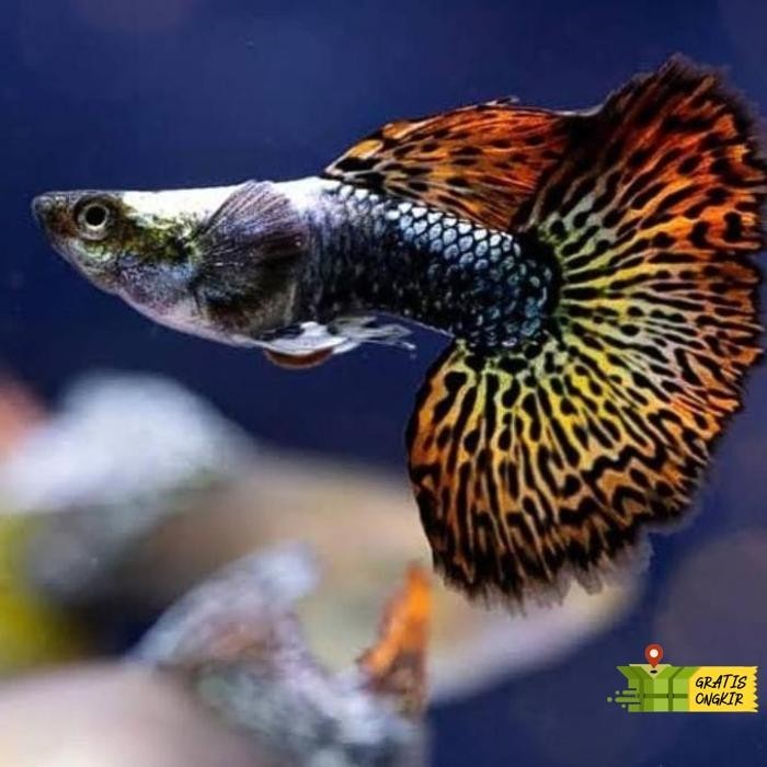 Jual Original Ikan Hias Air Tawar / Aquarium / Aquascape Red Dragon Perpasang Kekinian | Shopee ...