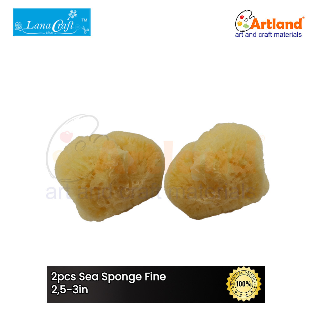 Jual 2pcs Sea Sponge Fine 2,5-3in - Spons Laut Halus 2,5-3in Fl253 ...