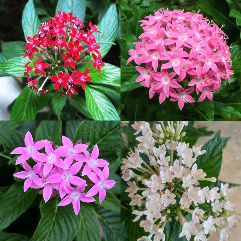 Jual Tanaman Hidup Bunga PENTAS - Bunga Hias Pentas Lanceolata | Shopee ...