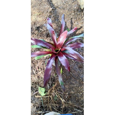 Jual BROMELIA WARNA MERAH ATI UKURAN REMAJA | Shopee Indonesia