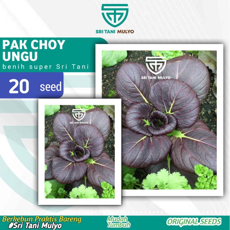 Jual 20 Biji - Benih Pak Choy Ungu DARK RED F1 - Pakcoy Merah, Ungu ...