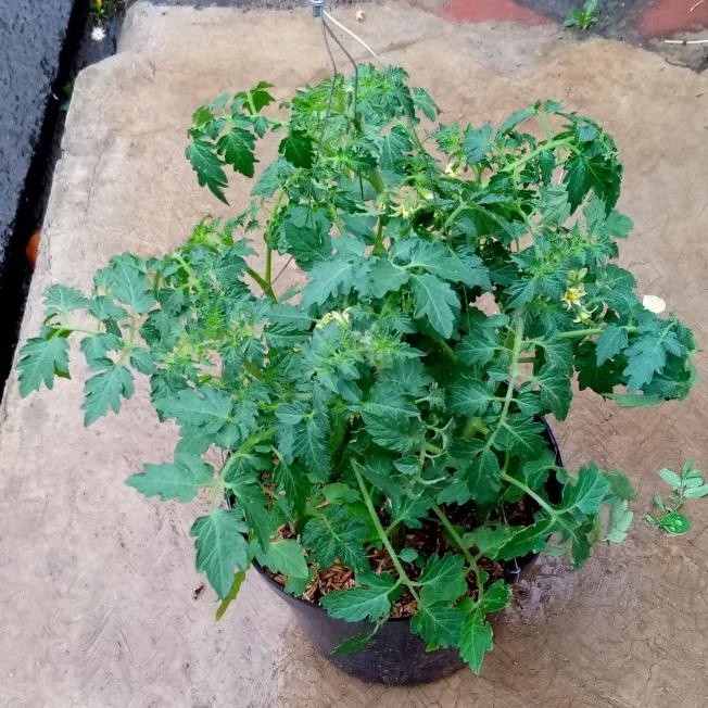 Jual Tanaman Tomat Cherry Sudah Di Pot/Pohon Tomat Cherry Sudah ...