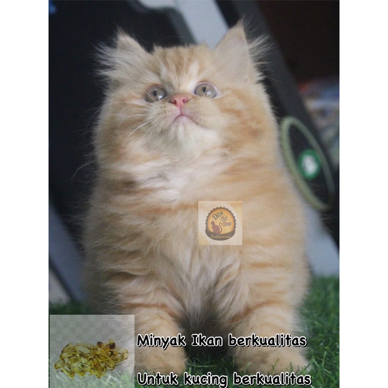 Jual Minyak Ikan Kucing Ras Persia Himalaya Ragdol Munchkin Berkualitas ...