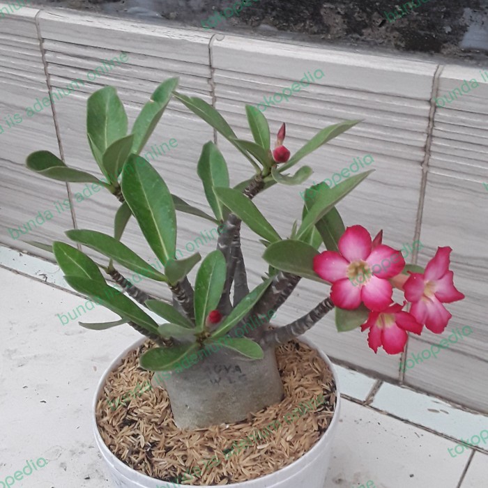 Jual Tanaman Adenium Arabikum id gozi black skin, sudah program akar ...