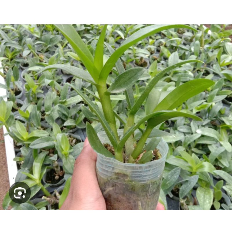 Jual dendro plant remaja banyak id 35k | Shopee Indonesia